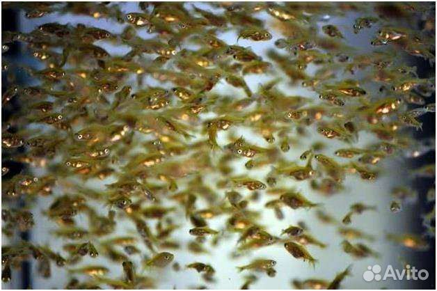 Малек для пруда