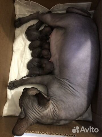 Канадский сфинкс котенок