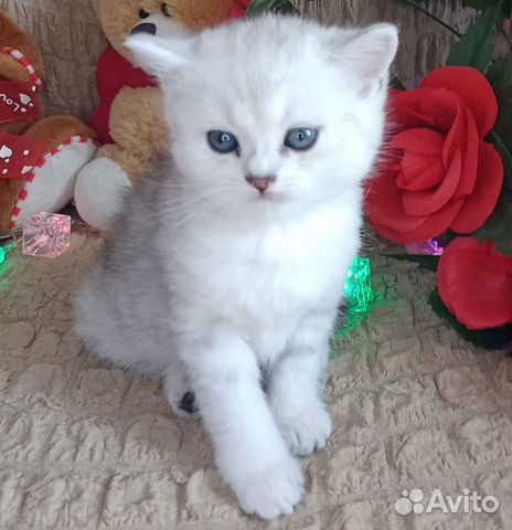 Шотландское серебро