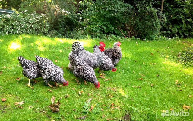 Породистые куры