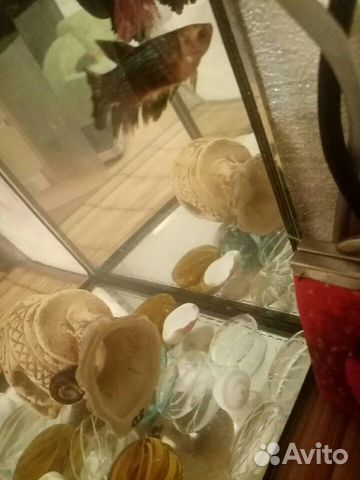 Самка рыбки петушка