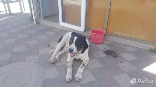 Алабай потеряшка