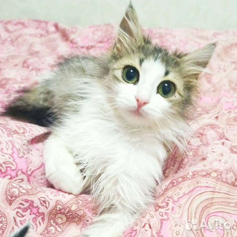 Глазастая котейка ищет дом