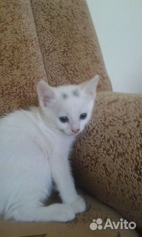 Котята отдам бесплатно