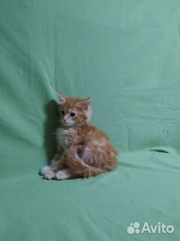Котята мэйн кун