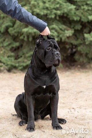 Кане Корсо кобель, Чемпион, приглашает невест на в