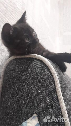 Котёнок британец