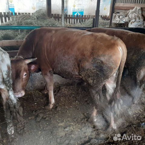 Бычки и быки