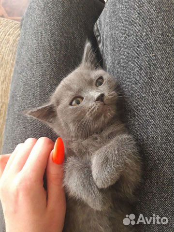 Котята Британцы