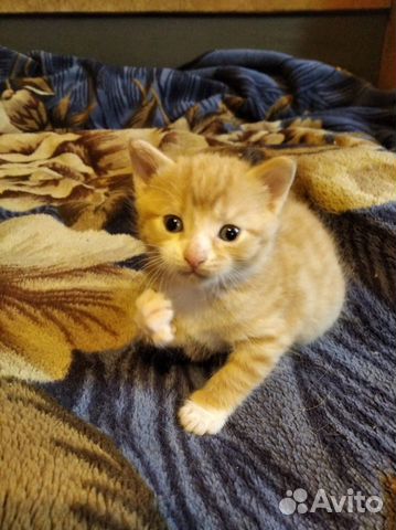 Котята рыжие бесплатно