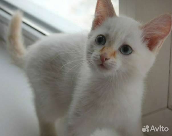 Тайские редкого окраса