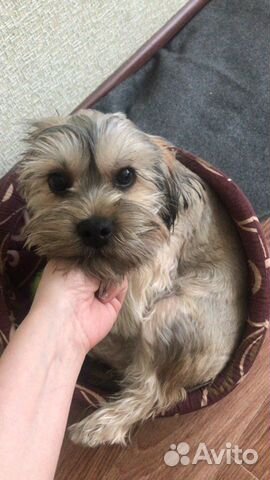 Шицу-йорк щенок