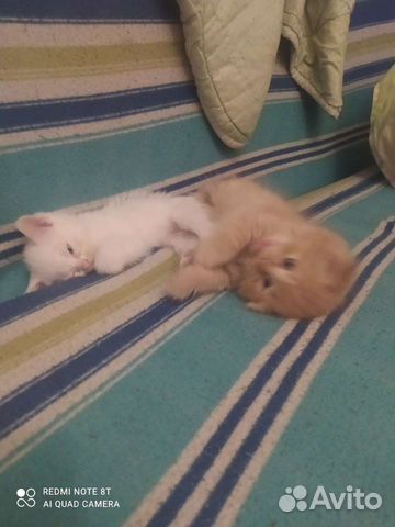 Котята бесплатно