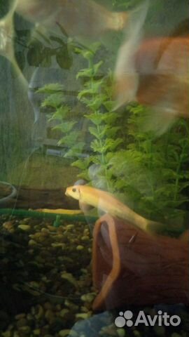 Геринохейлус золотой