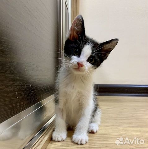 Котенок