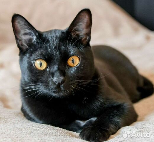 Кошка ищет дом