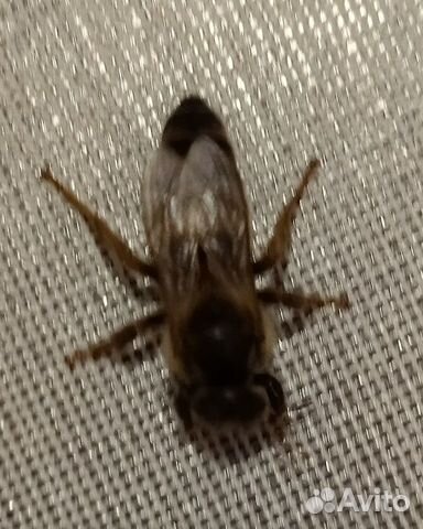 Пчела Матка