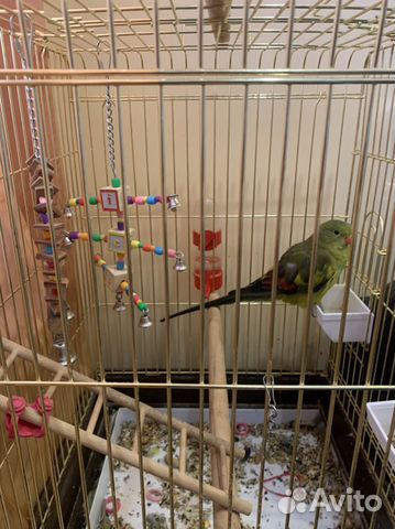 Роскошный горный попугай выкормыш