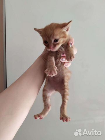Коты рыжие