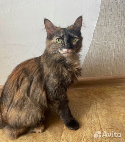 Кошечка торти богатка