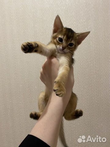 Абиссинская