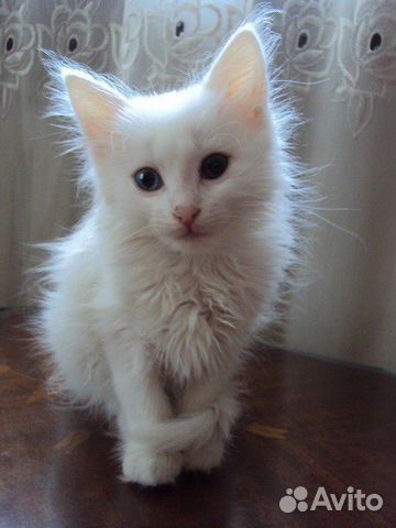 Продаю котенка (девочка с разным цветом глаз)