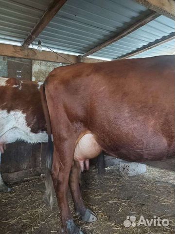 Коровы дойные молочные