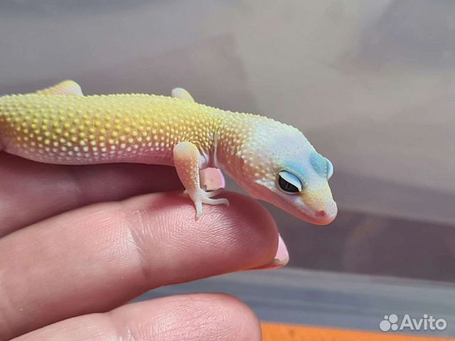 Ящерица эублефар