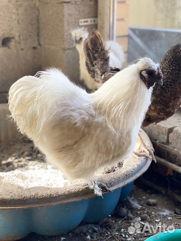 Китайские шелковые куры