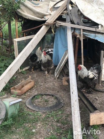 Обменяю петухов "брамо"