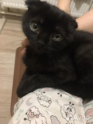 Кошка шотландка вислоухая