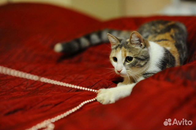 Котенок подросток в дар