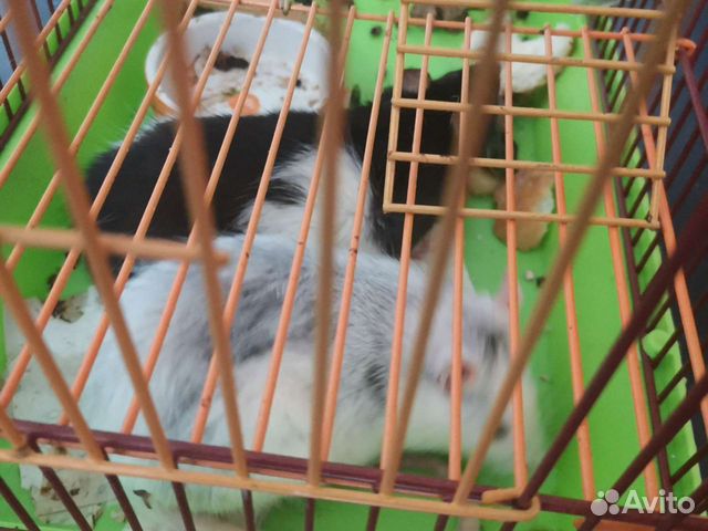 Декоративные мыши две девочки