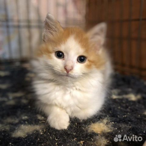 Ищет дом котенок