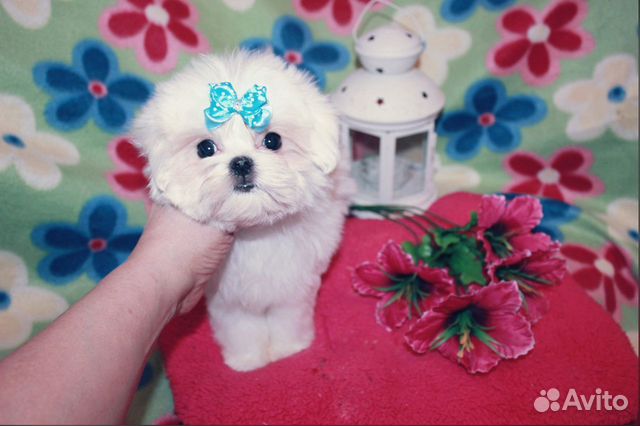 Красавчик мини мальчик мальтезе 2,5 мес