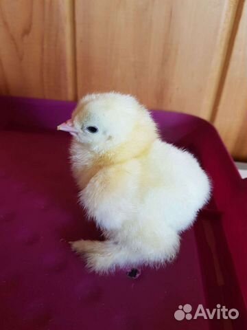 Цыплята Брама Светлая Колумбийская