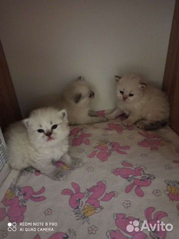 Котята шотландские