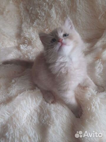 Сплошное очарование