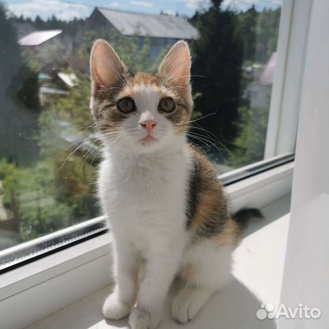 Котёнок, котята, малышка в добрые руки