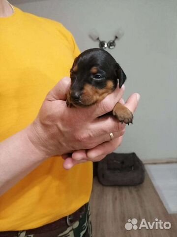 Щенки цвергпинчера