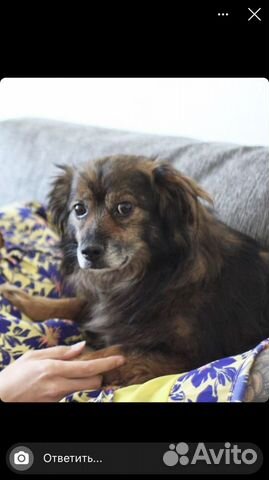 Чижик Маленький ищет семью