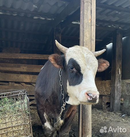 Бычки и быки