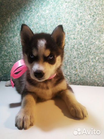 Щенки хаски