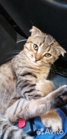 Котик