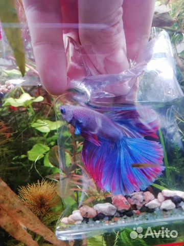 Рыбка петушок