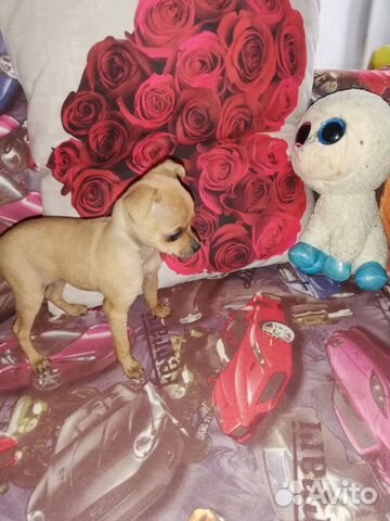 Девочка тойчик