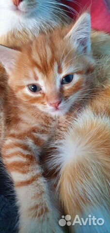 Отдам котенка, мальчик 1.5 мес