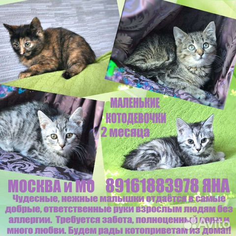 Спасенные котята в добрые руки