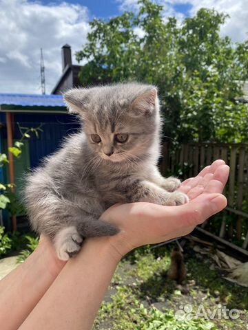 Шотландские котята