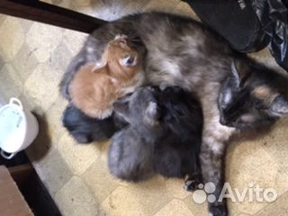 Котята в добрые руки